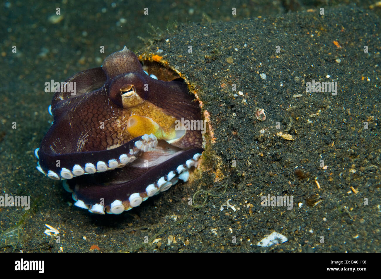 Veined octopus Octopus marginatus in Lembeh Strait Indonesia Stock ...
