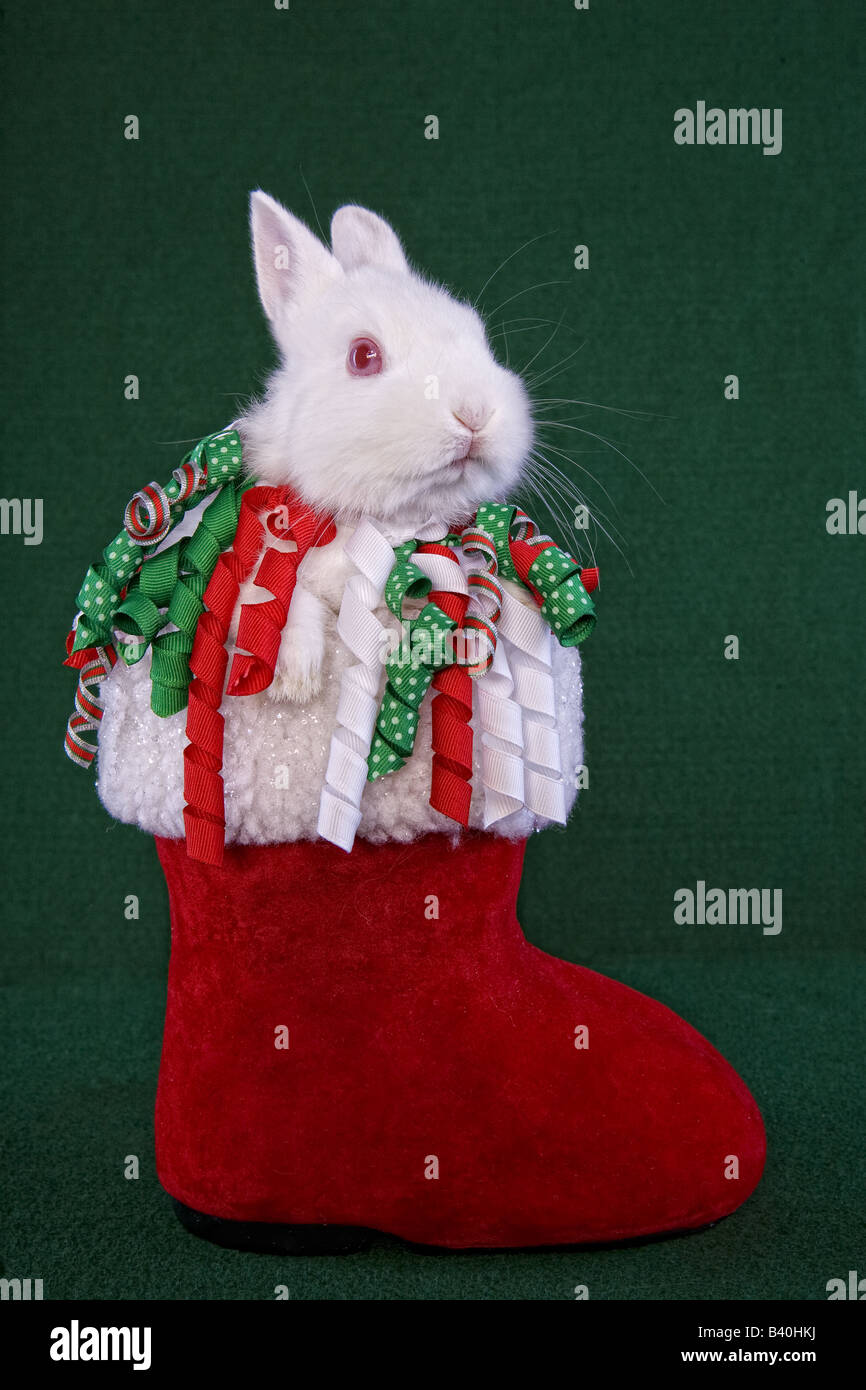 Rabbit in boot hi-res stock photography and images - Alamy