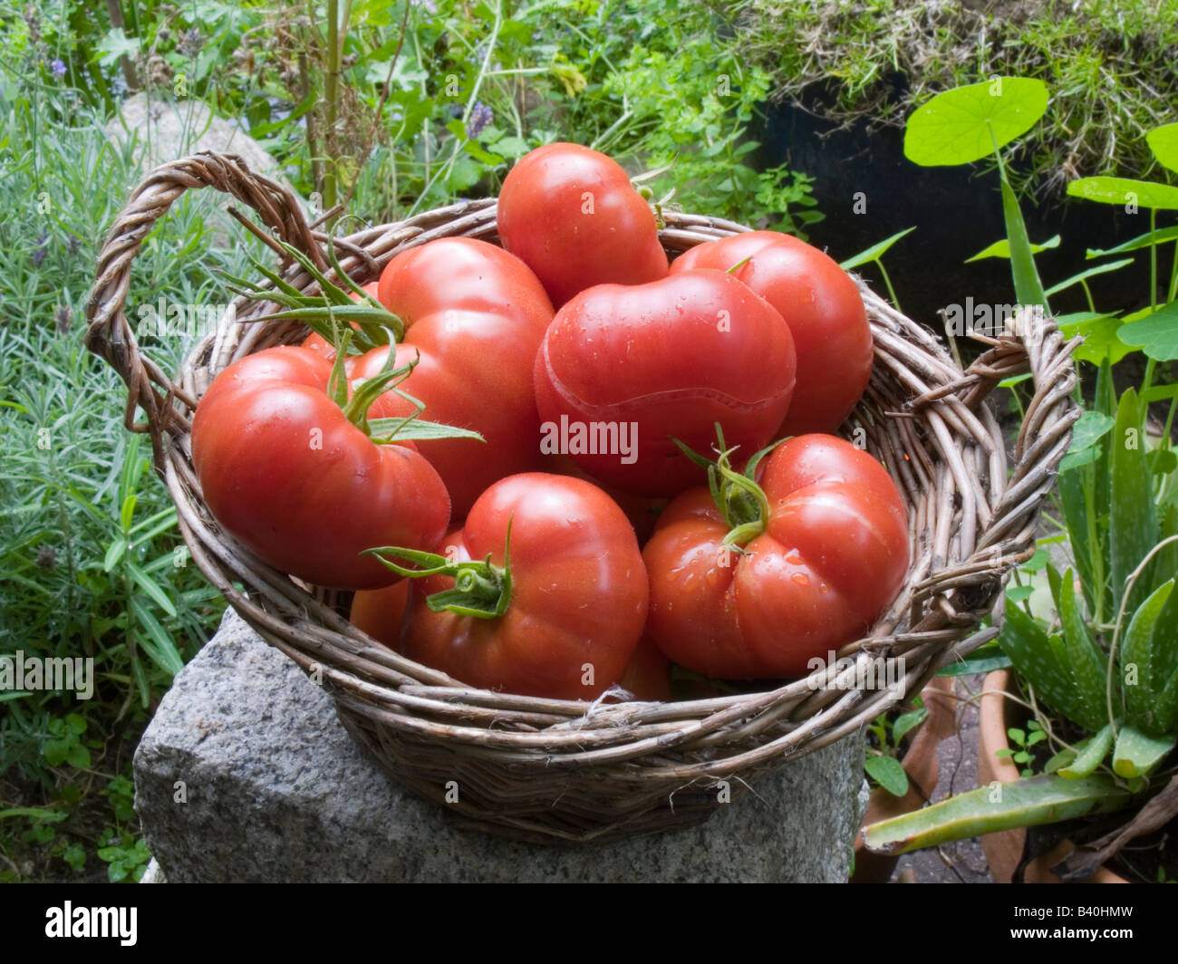 Freshly picked Tomatoes in a Basket Stock Photo - Alamy
