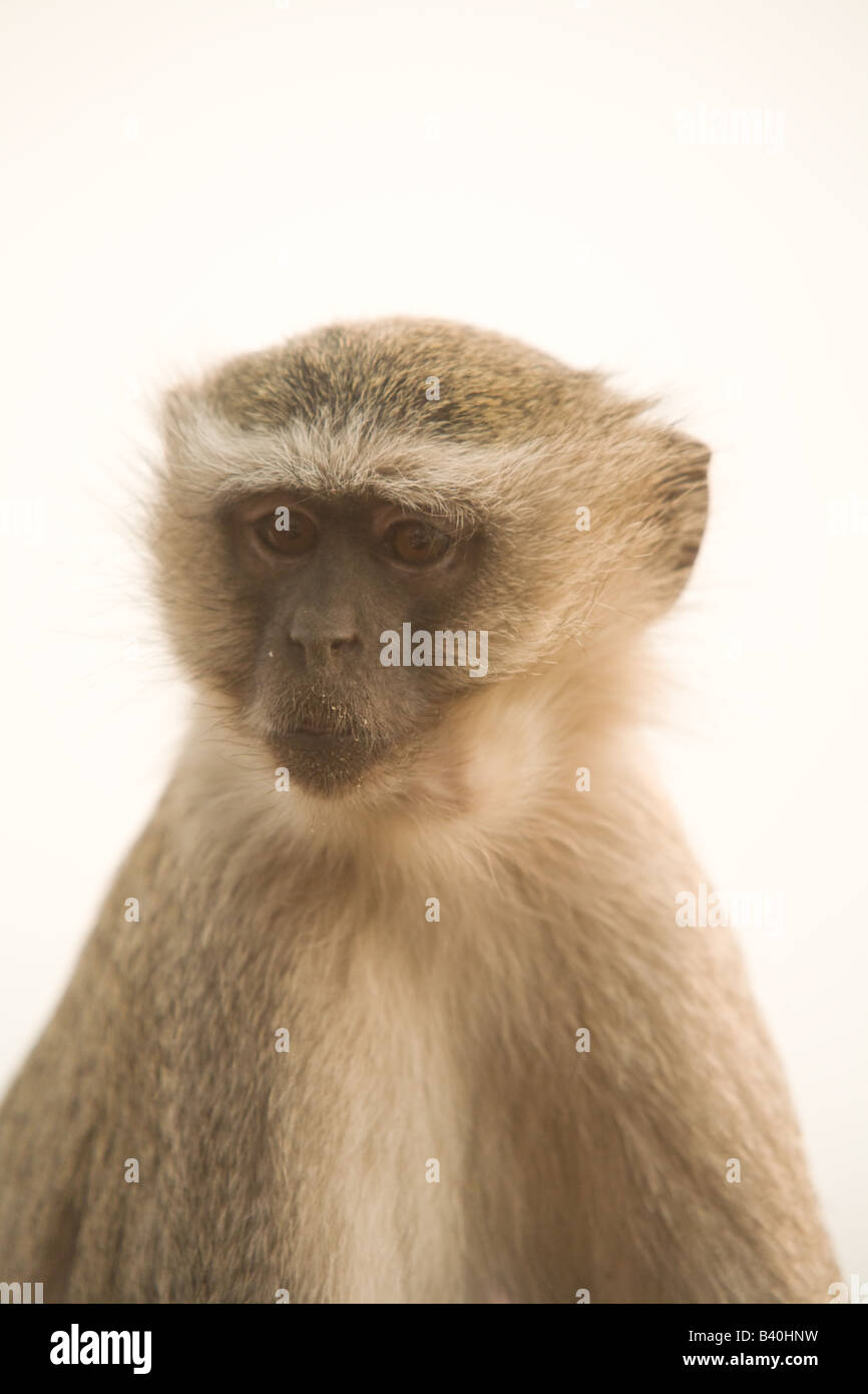 Vervet monkey, Livingstone, Zambia Africa Stock Photo - Alamy
