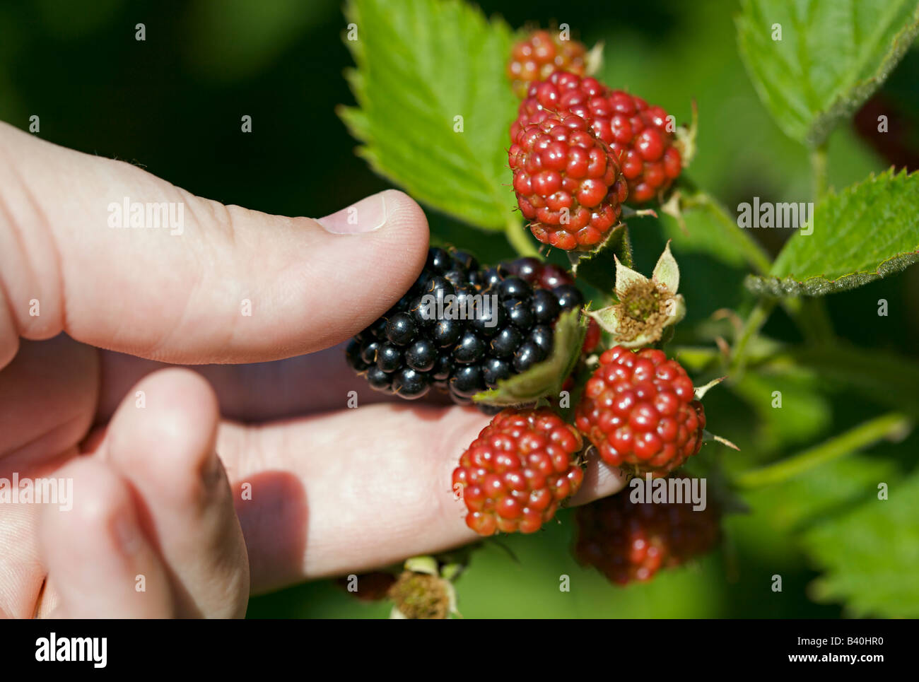 Blackberry plantation hi-res stock photography and images - Alamy