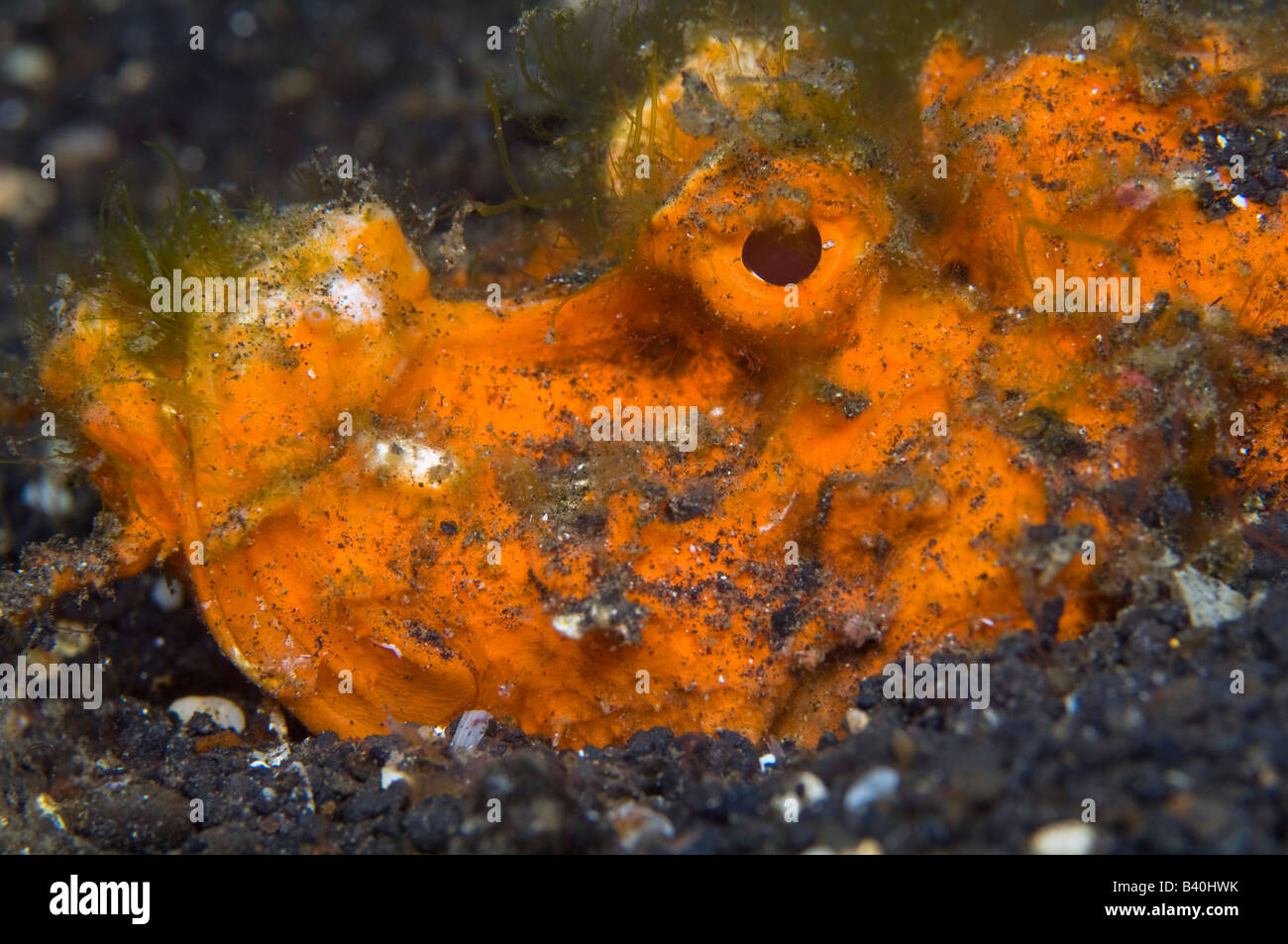 Rare orange variety of the Spiny Devilfish Inimicus didactylus ...