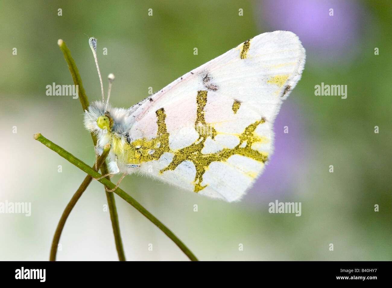 Olympia Marble Euchloe olympia Stock Photo - Alamy