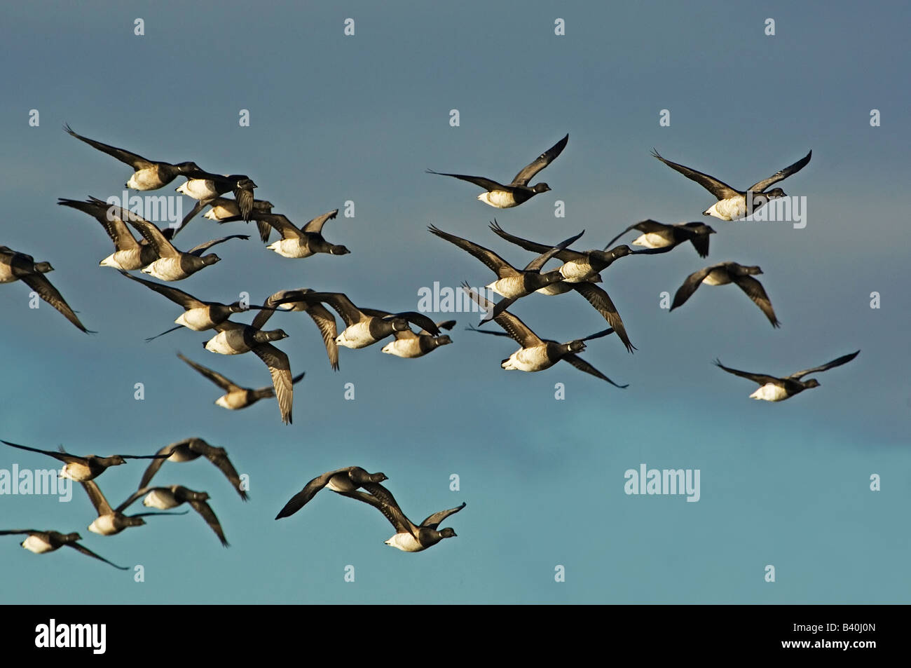 Flock wild geese in migration hi-res stock photography and images - Alamy