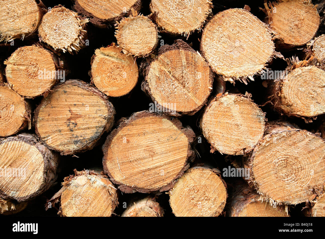 stack of wood with annual rings Stock Photo - Alamy