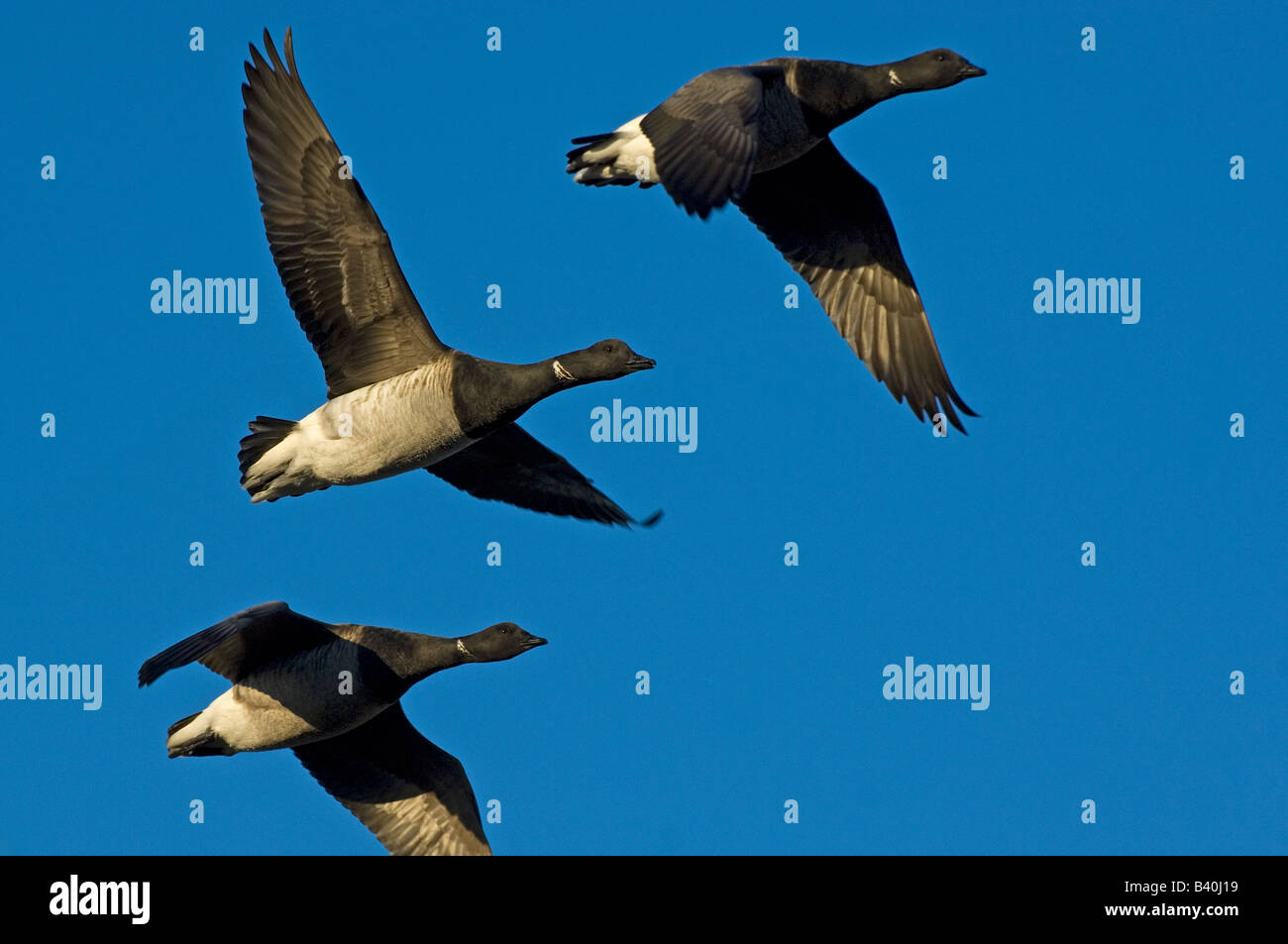 Three brant geese in flight Stock Photo - Alamy