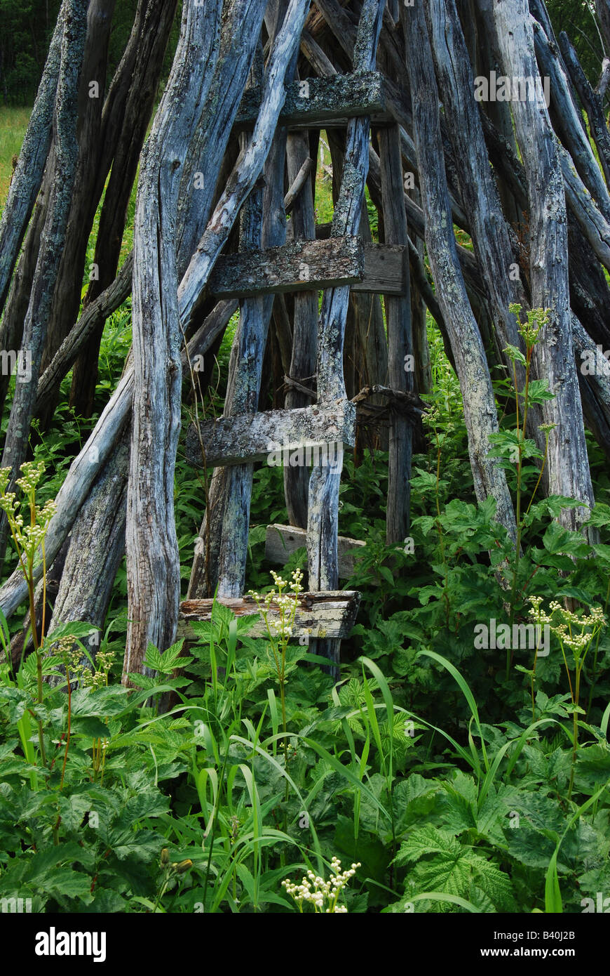 Hay drying rack, Laiseliden, Vasterbottenslan, Swedish Lapland, Sweden ...