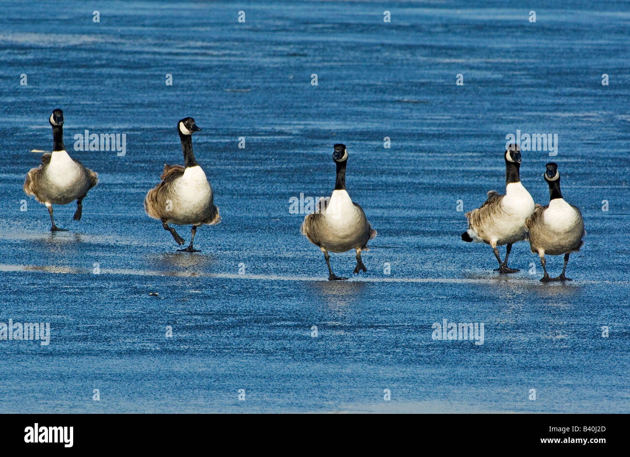 Canada geese walking on frozen pond Stock Photo - Alamy