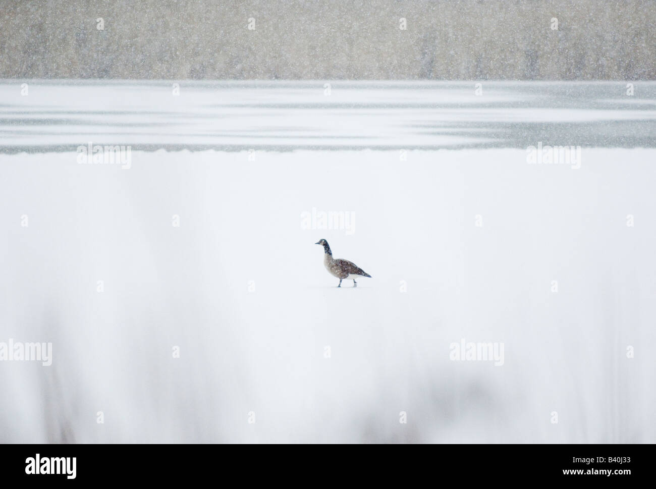 A lone Canada goose on a frozen pond Stock Photo - Alamy