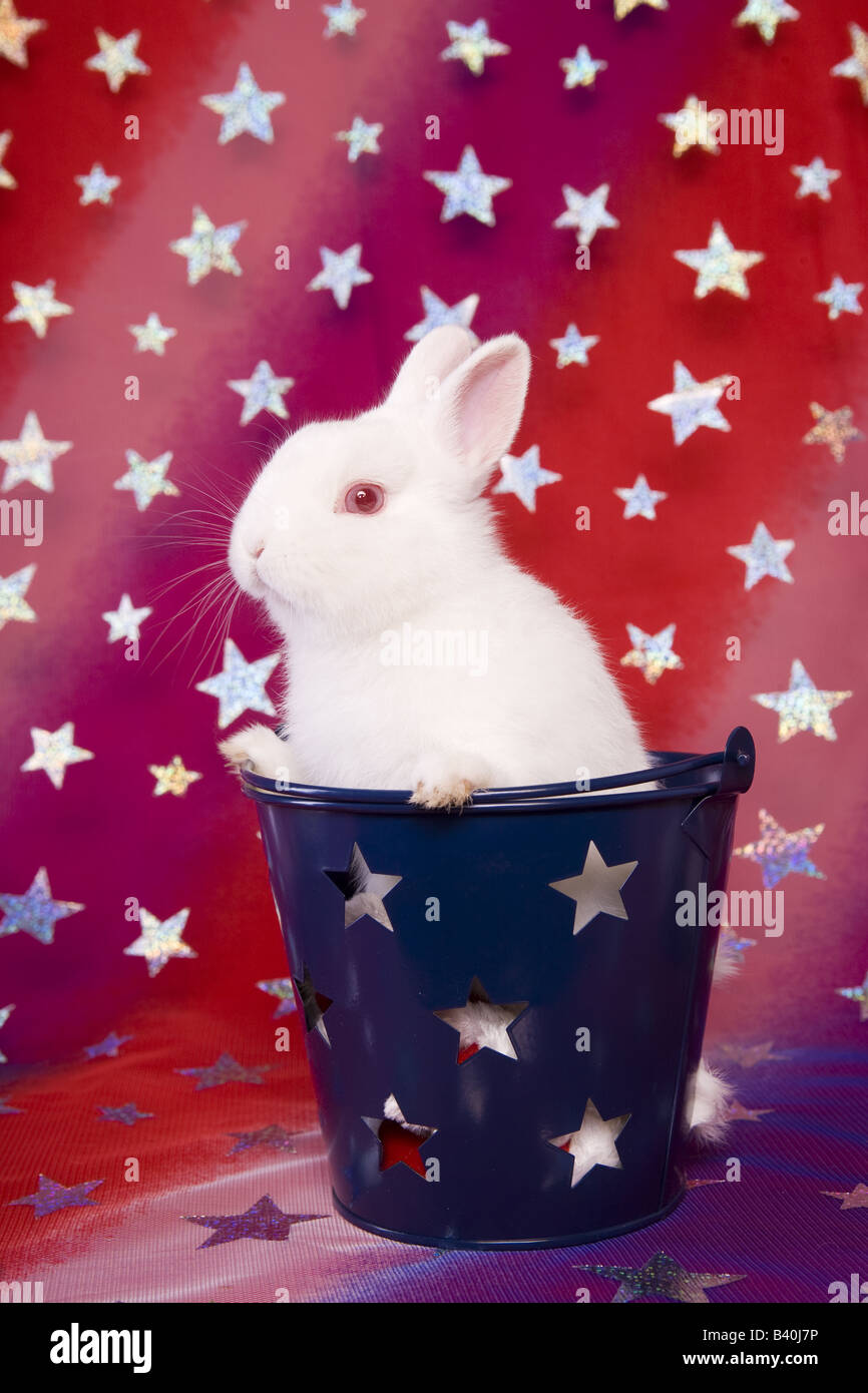 Patriotic White Netherland Dwarf Bunny Rabbit on red white and blue ...