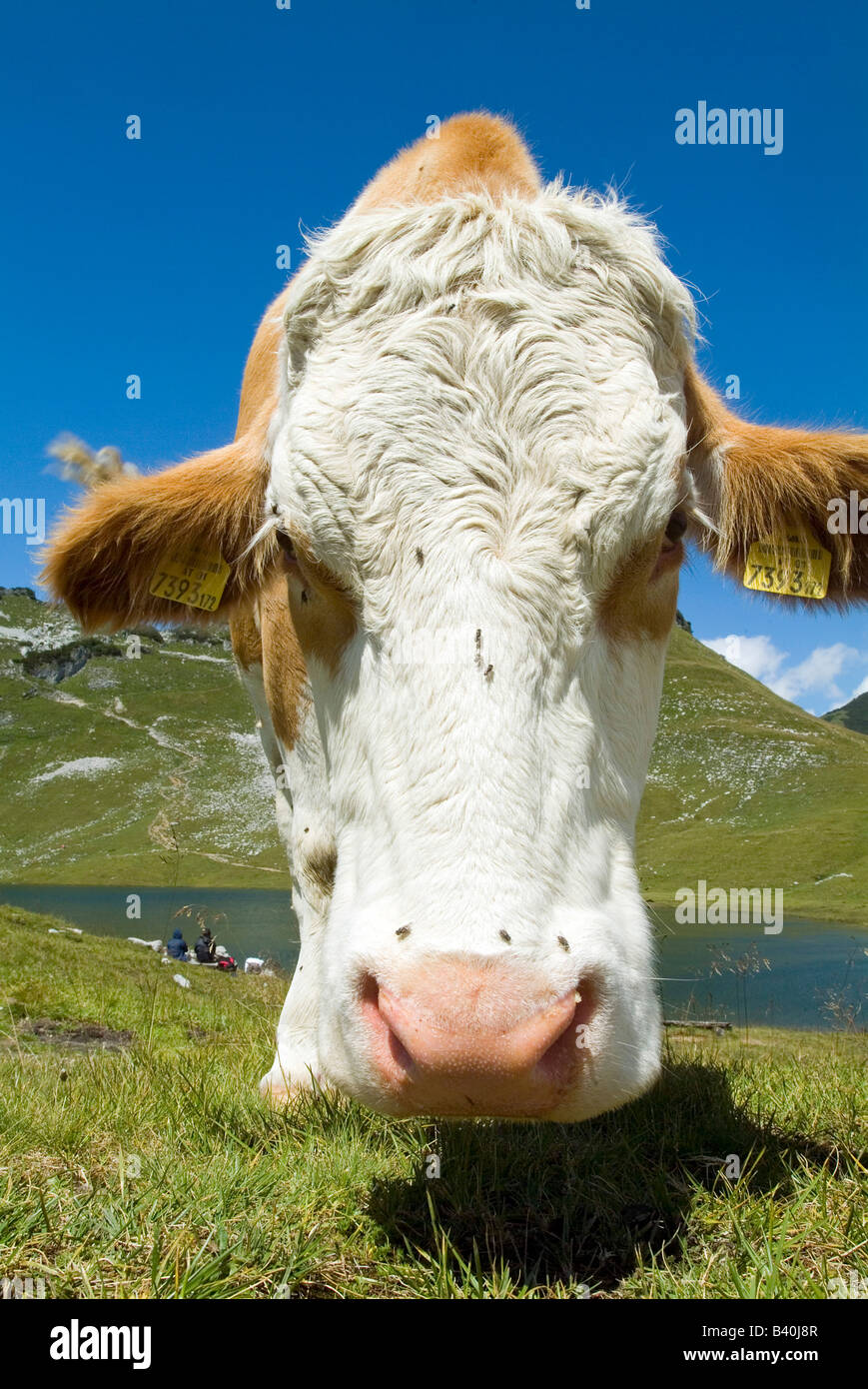 Cow in the switzerland alps, europe Stock Photo - Alamy