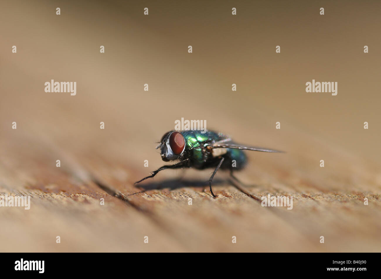 House fly close up Muscidae Muscinae Musca domestica pest insect Stock ...