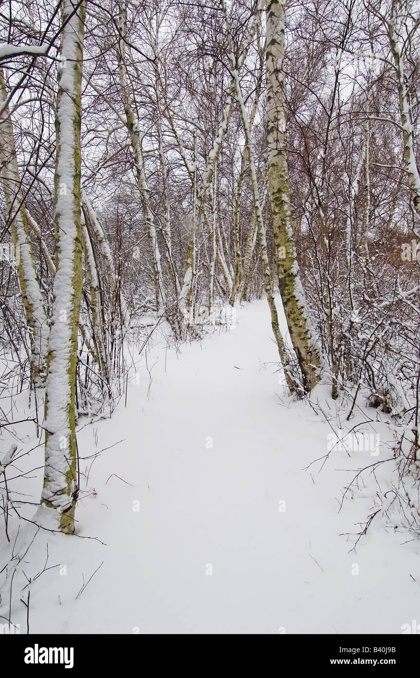 Woods path hi-res stock photography and images - Alamy