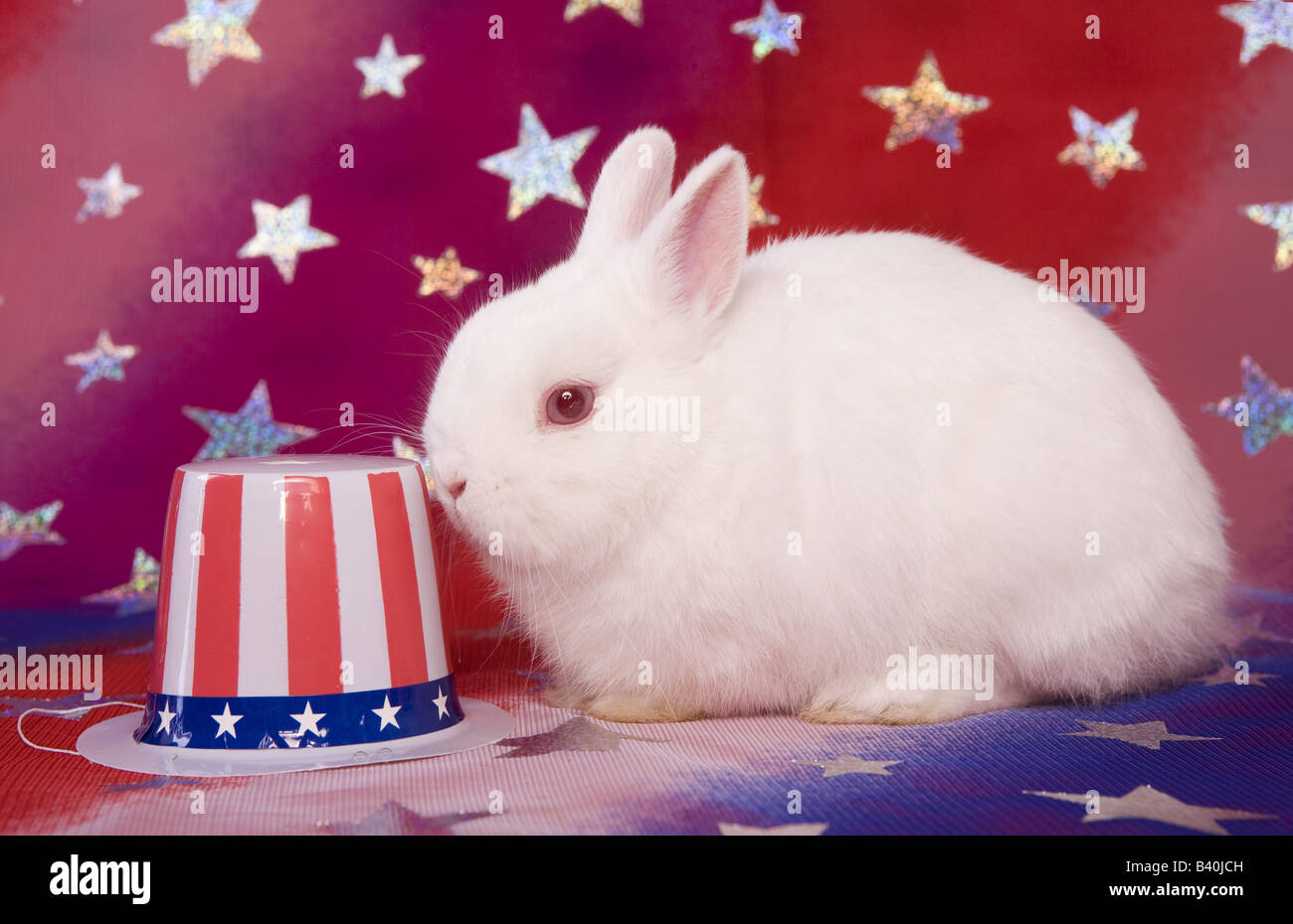 Patriotic White Netherland Dwarf Bunny Rabbit on red white and blue ...