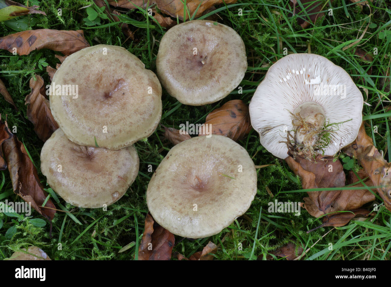 Beech milkcap hi-res stock photography and images - Alamy