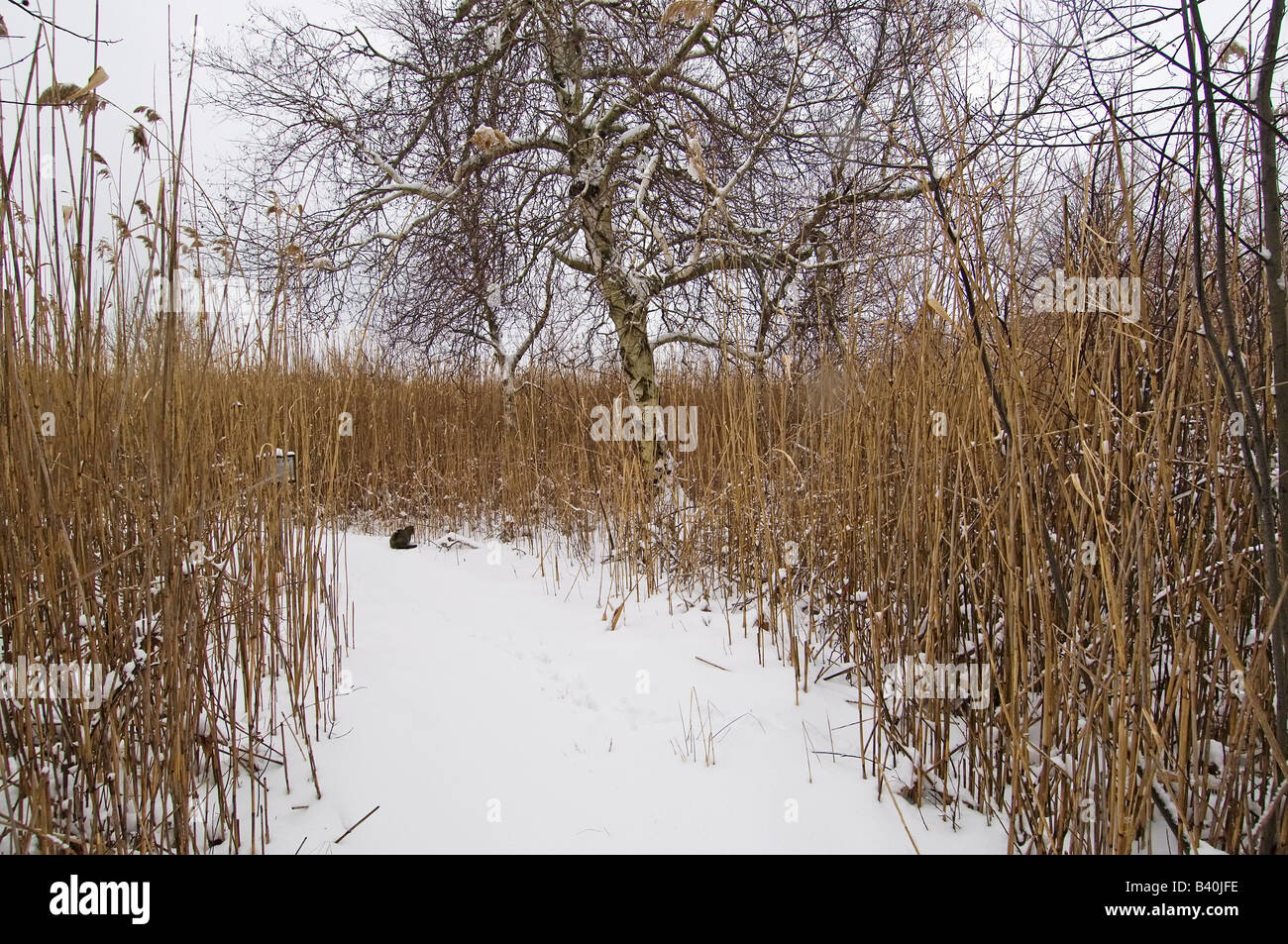 Path through salt marsh in winter Stock Photo - Alamy