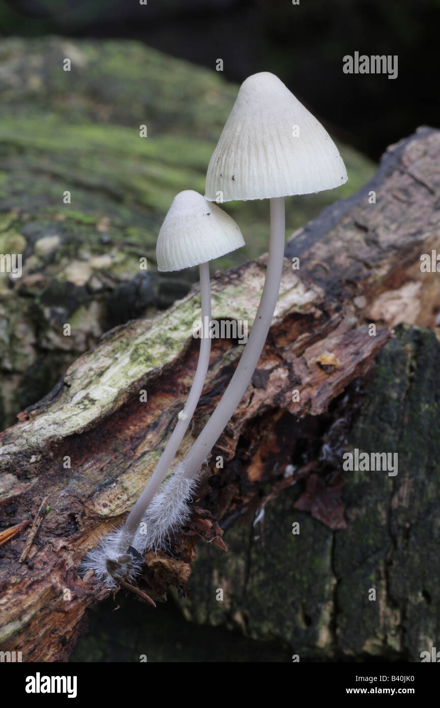 Common Bonnet - Mycena galericulata Stock Photo - Alamy
