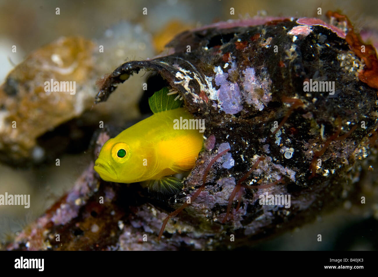Yellow Goby Lubricogobius exiguus in Lembeh Strait Indonesia Stock ...