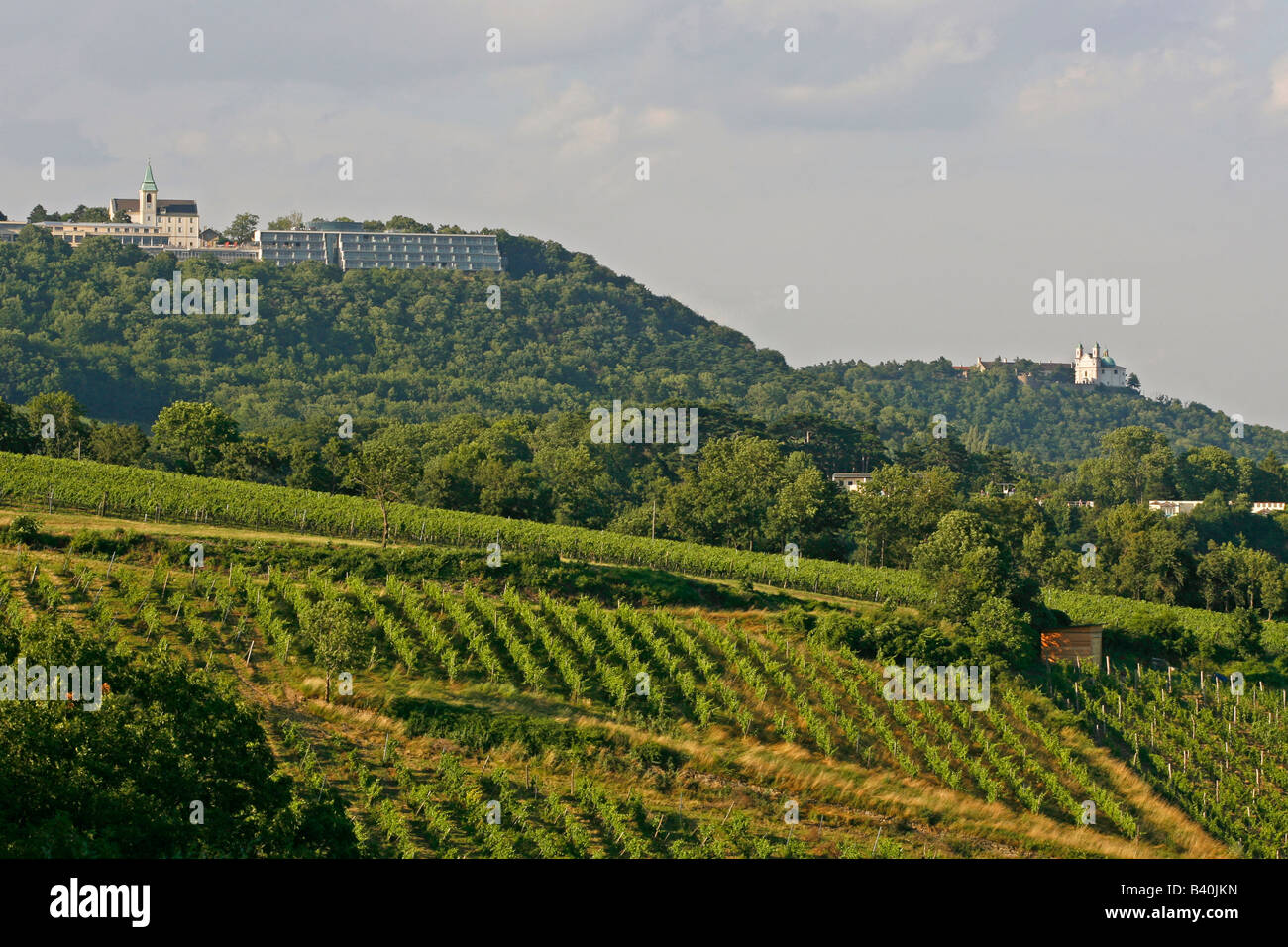 Vineyards on the slopes of the Wienerwald at Grinzing looking towards ...