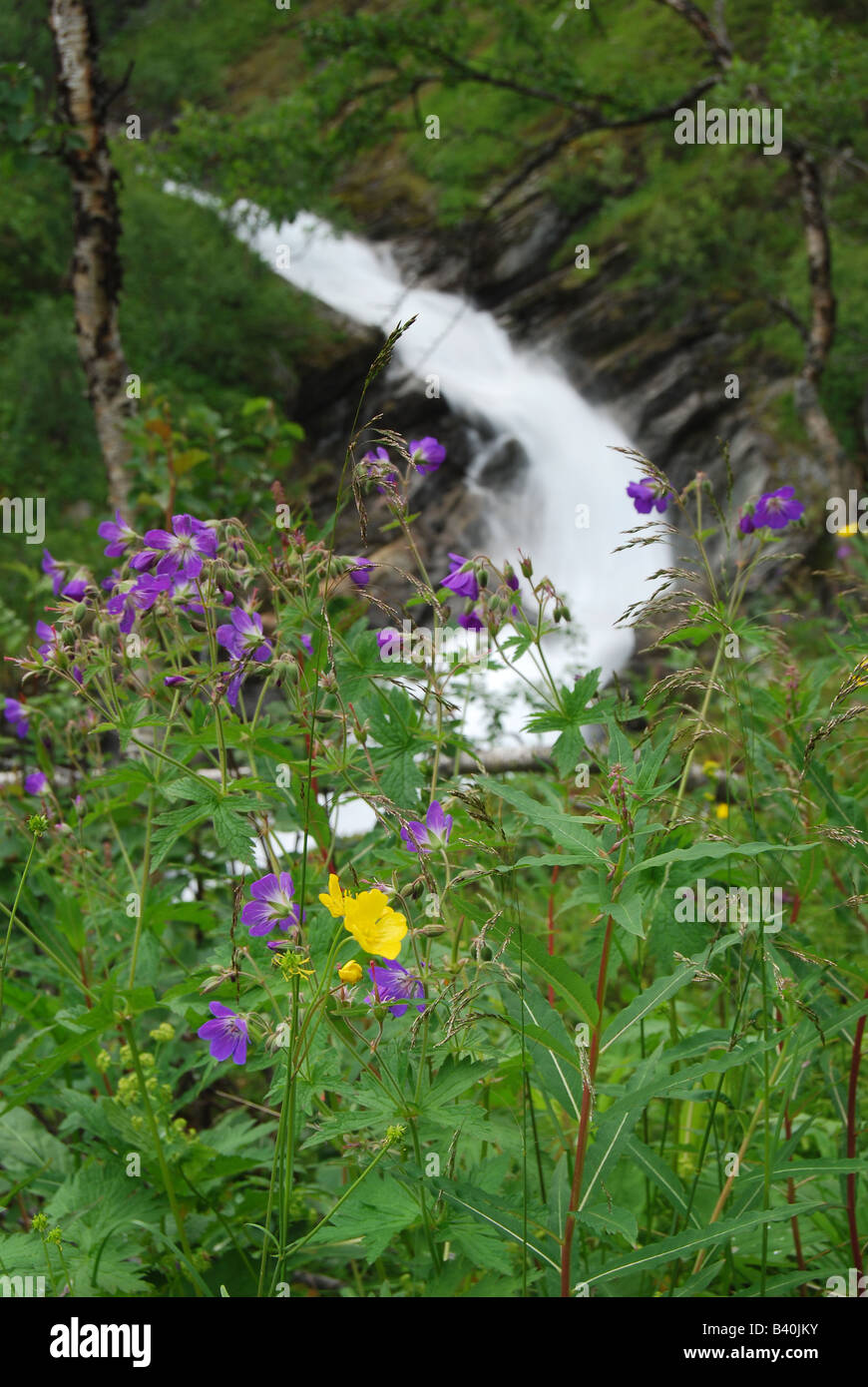 Swedish waterfall and wildflowers, Hemavan, Vasterbottenslan, Swedish ...