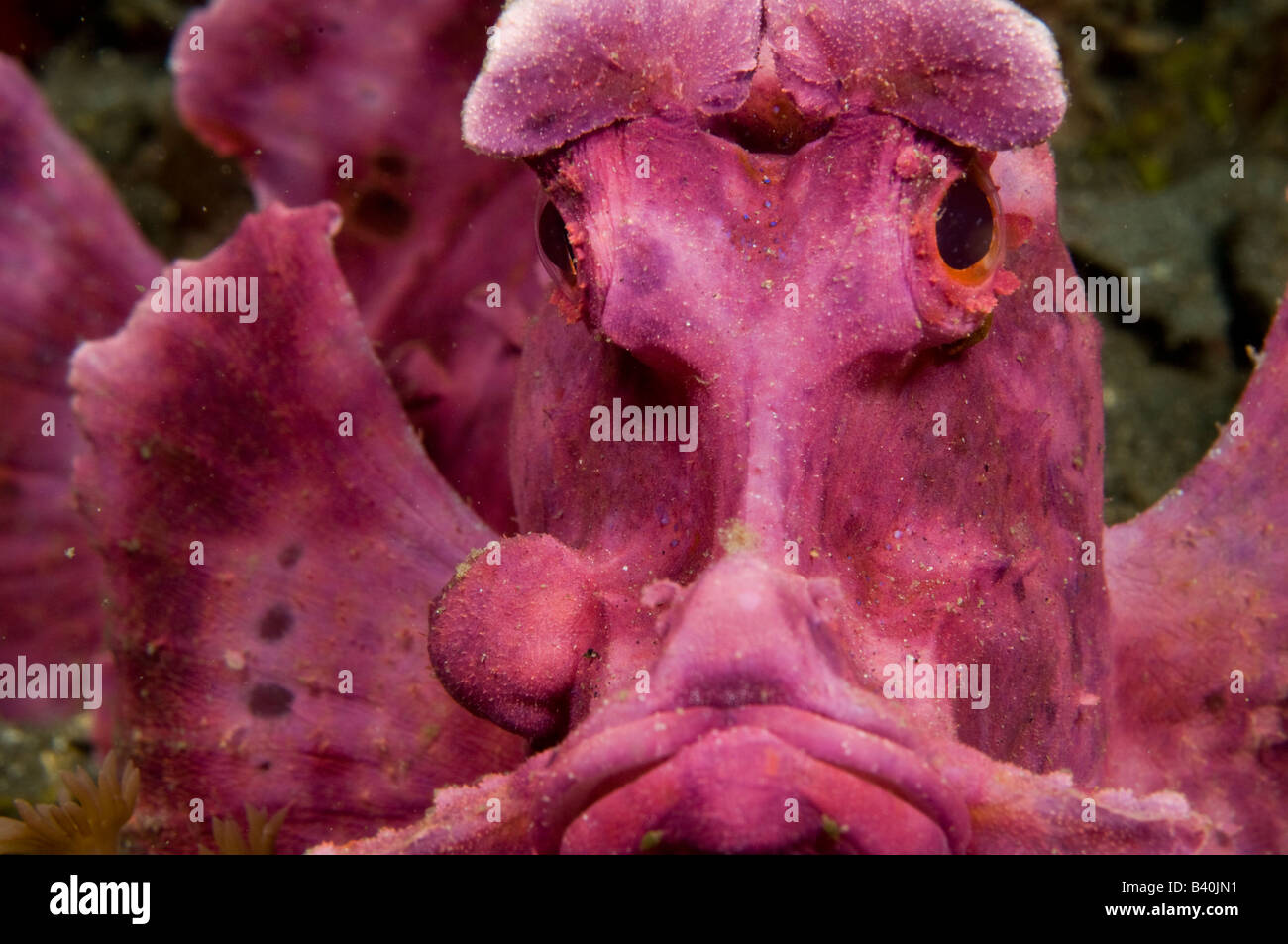 Rhinopias scorpionfish hi-res stock photography and images - Alamy