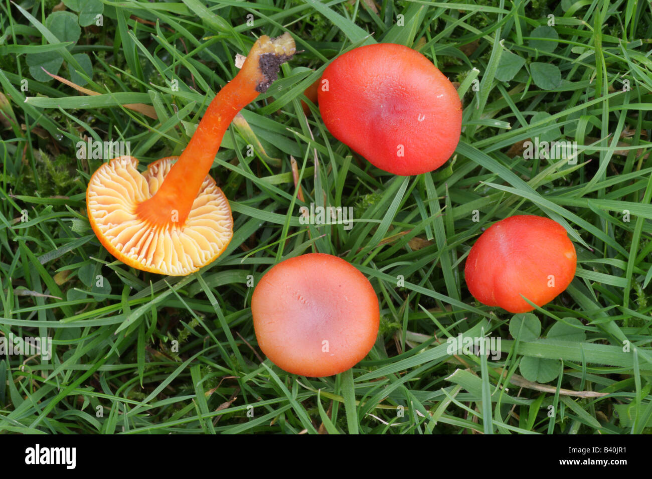 Vermilion Waxcap - Hygrocybe miniata Stock Photo - Alamy