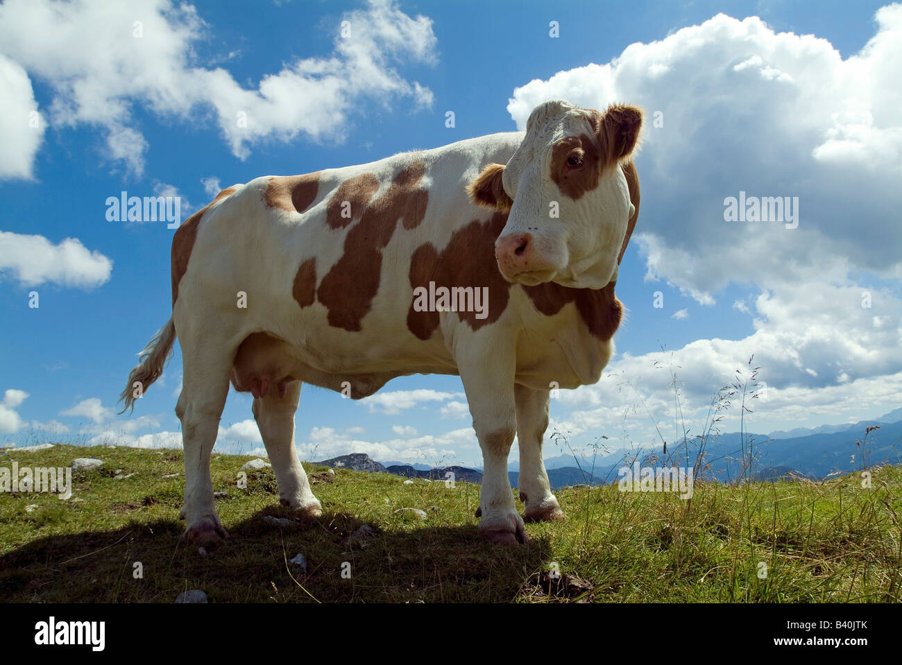 Cow looking in the camera Stock Photo - Alamy