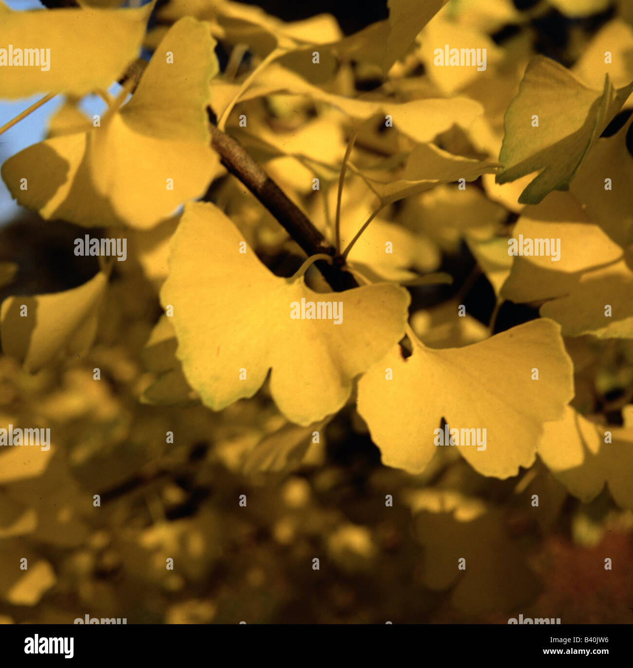 botany, Ginkgo, (Ginkgo biloba), leaves, at branch, tree, yellow ...