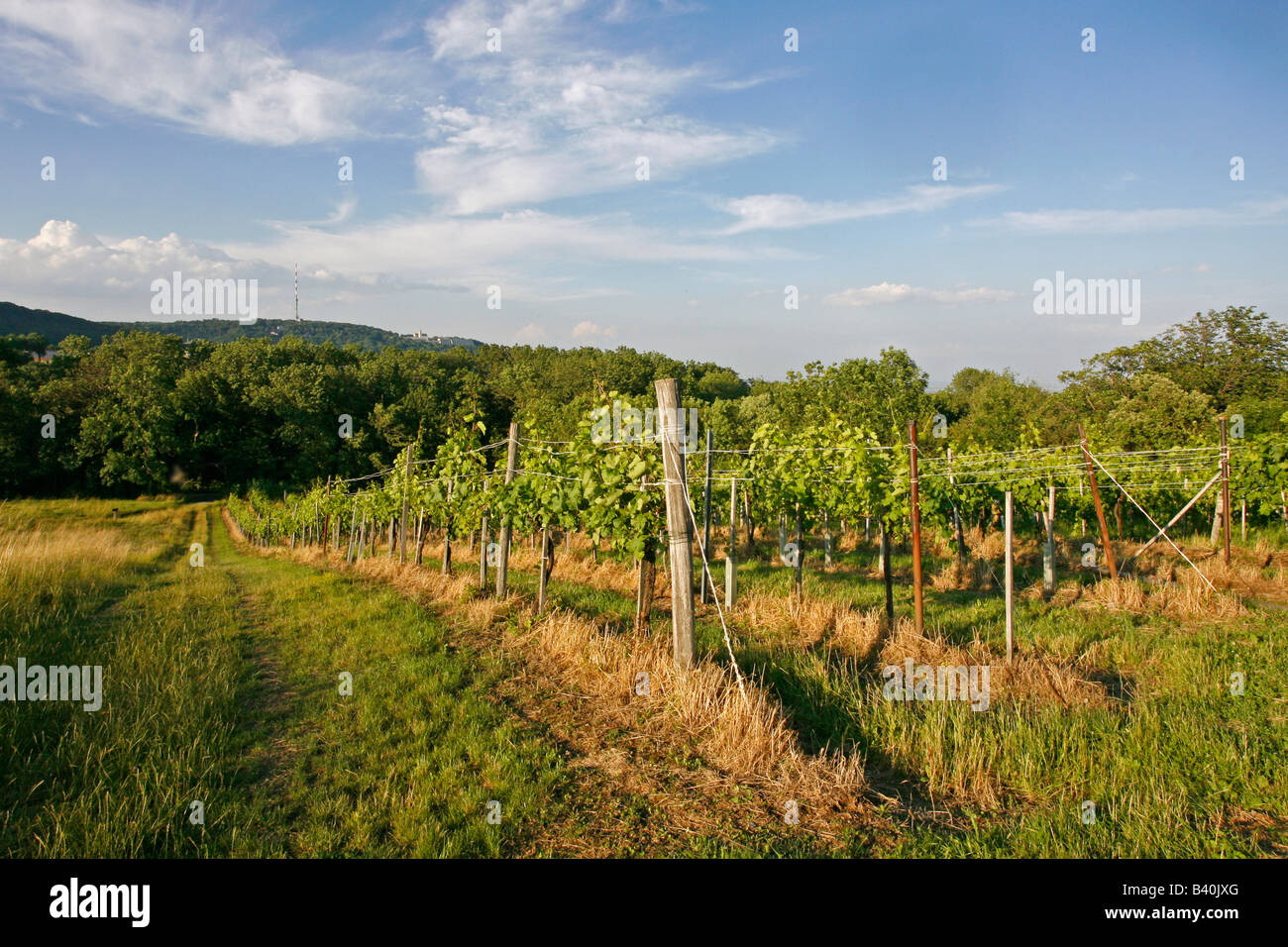 Vineyard in Grinzing Vienna Austria Stock Photo - Alamy