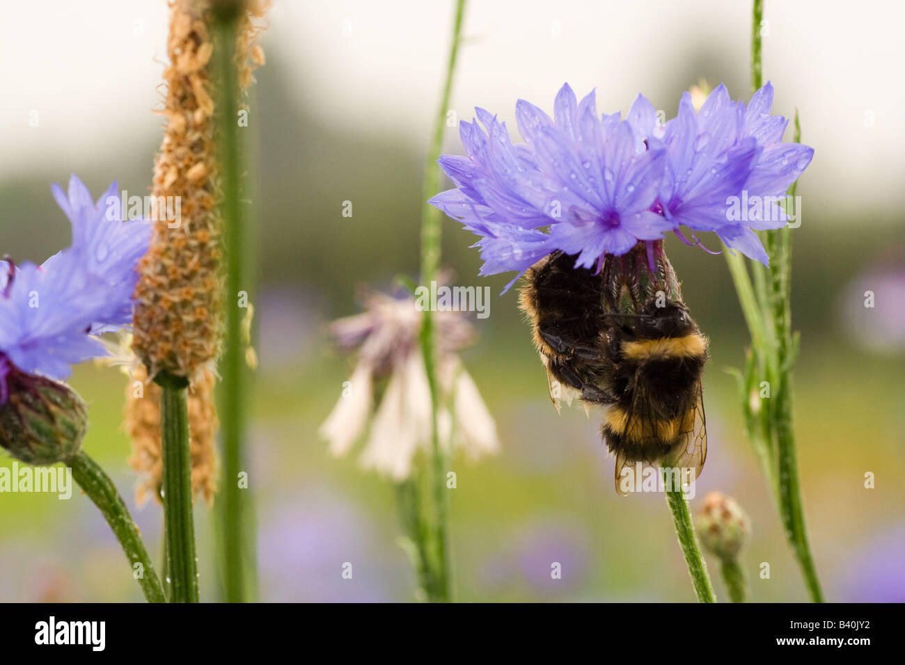 Sheltering from rain hi-res stock photography and images - Alamy
