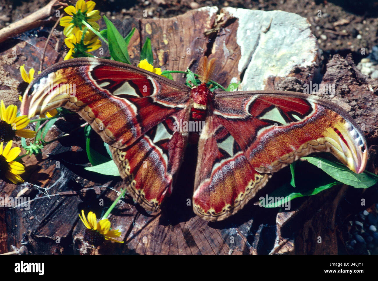 zoology / animals, insect, butterflies, Atlas moth, (Attacus atlas), at ...