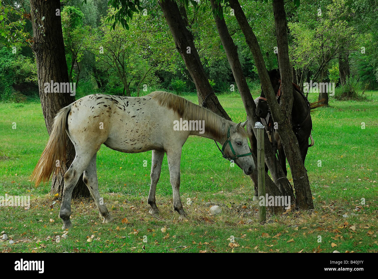 A pasturing horse hi-res stock photography and images - Alamy