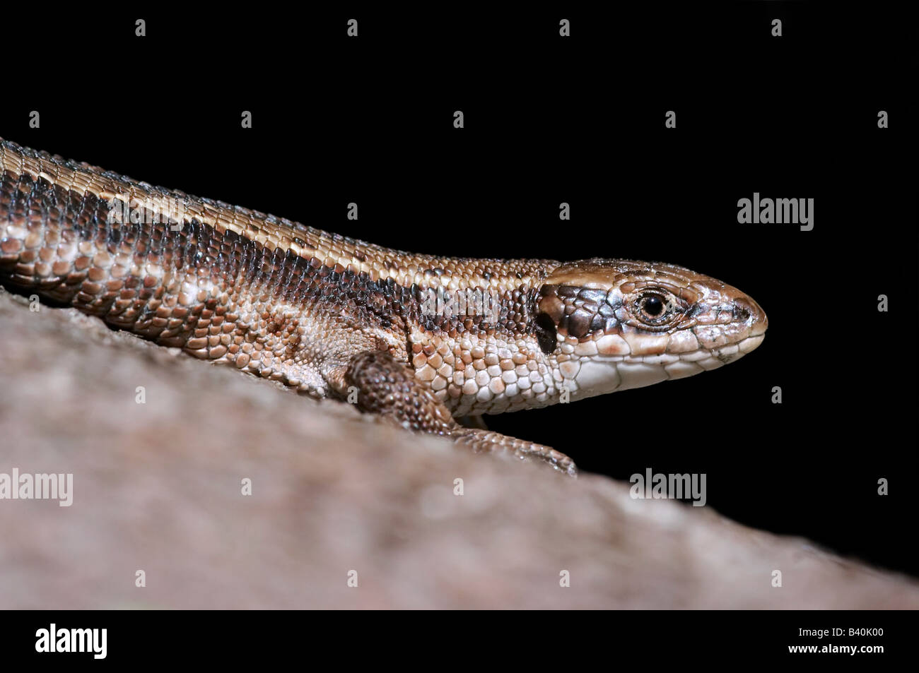 Closeup - detail - of the lizard Stock Photo - Alamy
