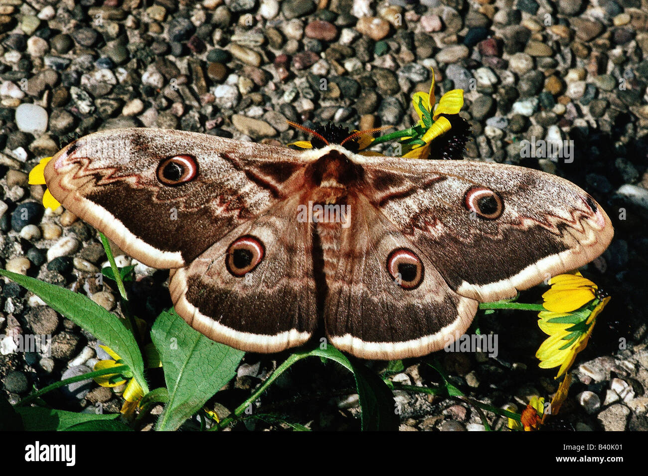 zoology / animals, insect, butterflies, Large Emperor Moth, (Saturnia ...