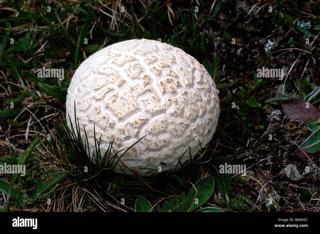 Scleroderma vulgare hi-res stock photography and images - Alamy