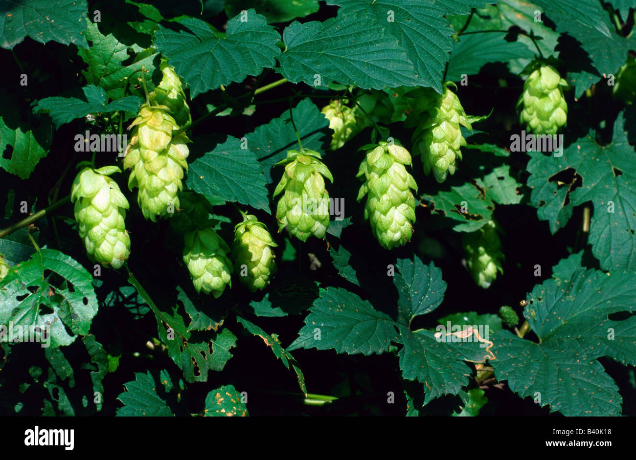 Urticales High Resolution Stock Photography and Images - Alamy