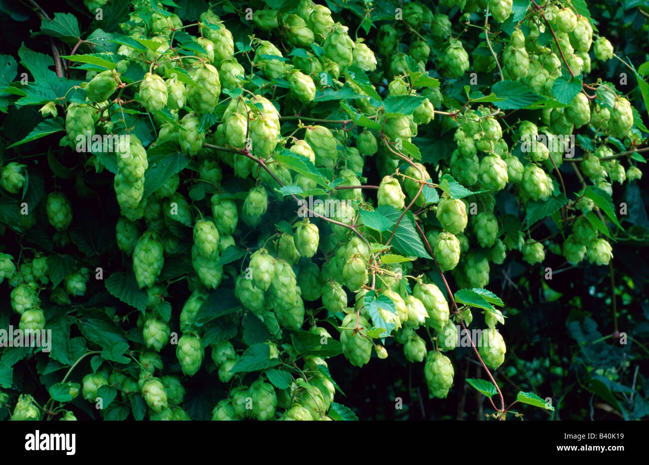 botany, Hop, (Humulus), Common Hop, (Humulus lupulus), fruits, leaves ...