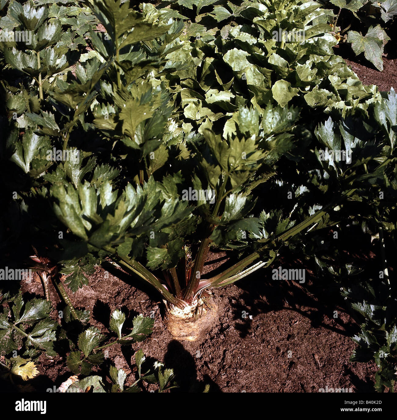 botany, Celery, (Apium), Celeriac, (Apium rapaceum), in ground, tuber ...