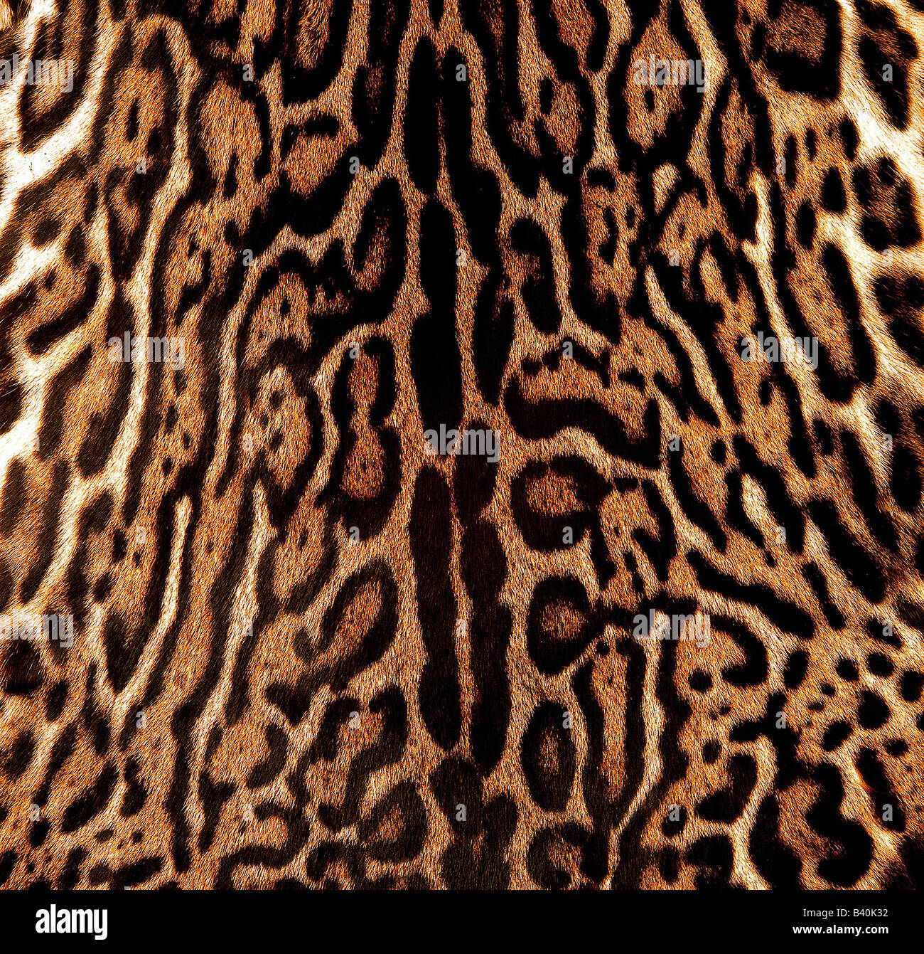 zoology / animals, mammal / mammalian, Ocelot, (Leopardus pardalis ...