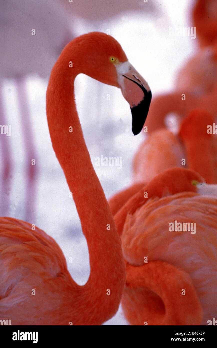 zoology / animals, avian, bird, birds, Greater Flamingo (Phoenicopterus ...