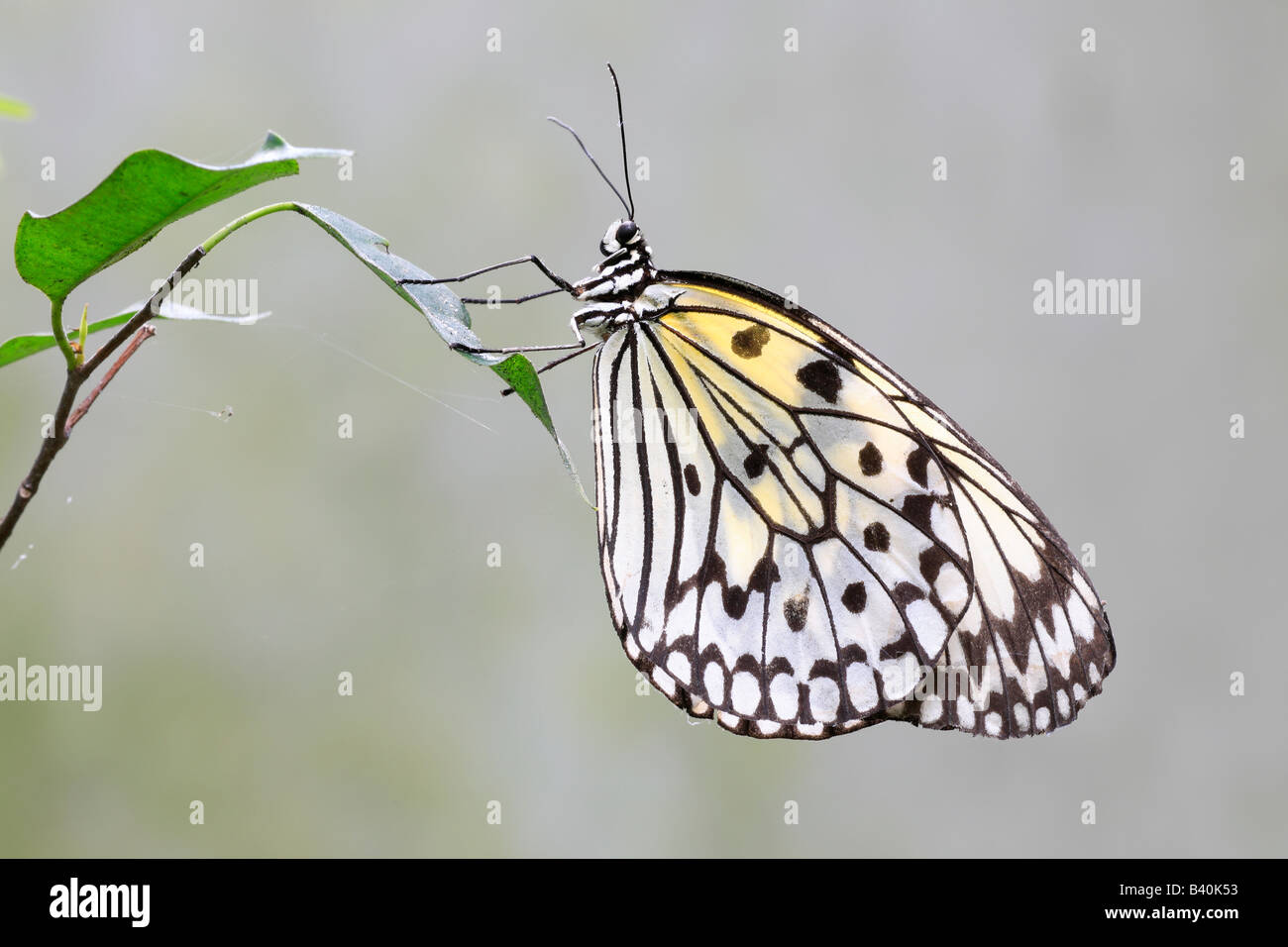 White tree nymphe hi-res stock photography and images - Alamy