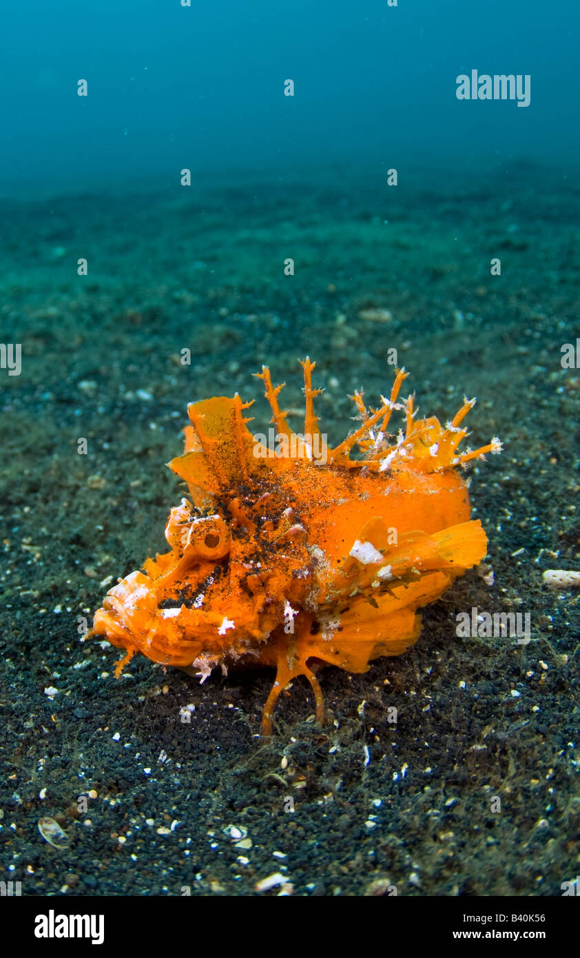 Rare orange variety of the Spiny Devilfish Inimicus didactylus ...