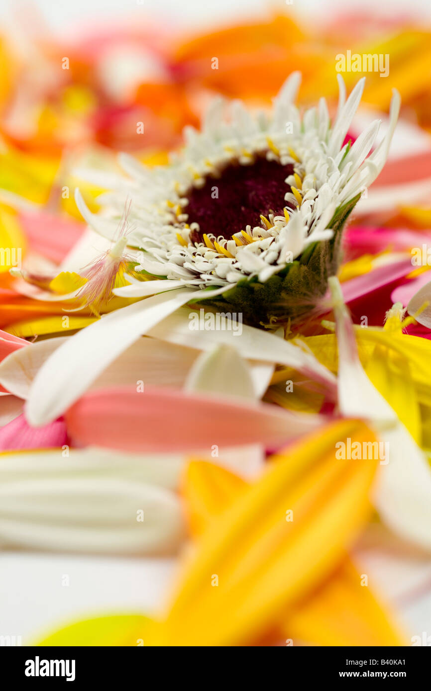 Daisy petal hi-res stock photography and images - Alamy