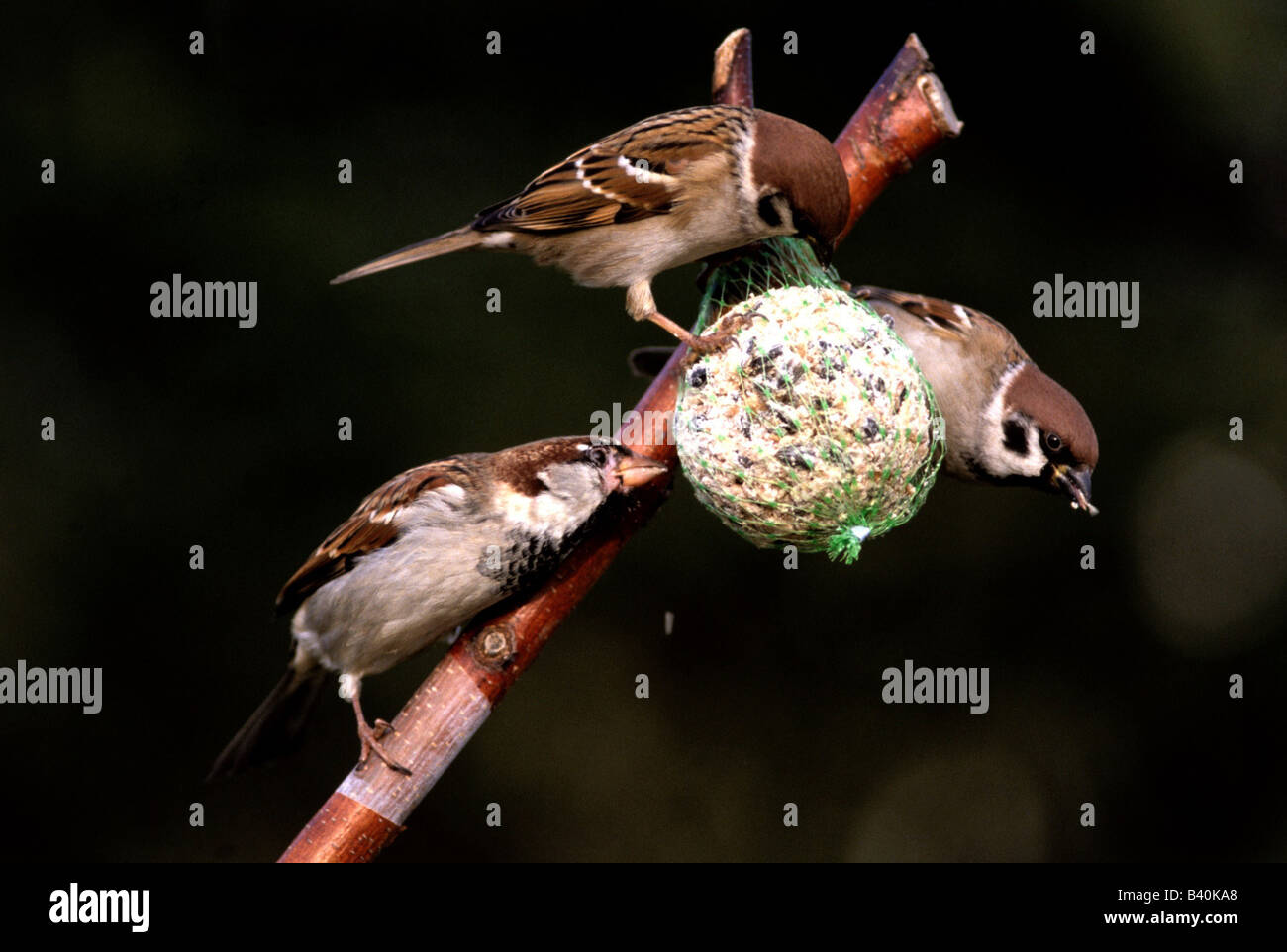 zoology / animals, avian / birds, Tree Sparrow, (Passer montanus), two ...