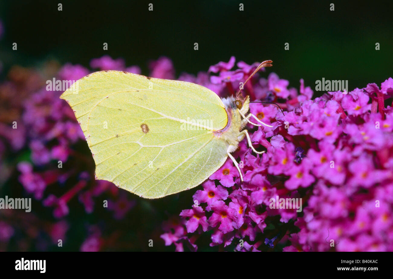 Himalaya insects hi-res stock photography and images - Alamy