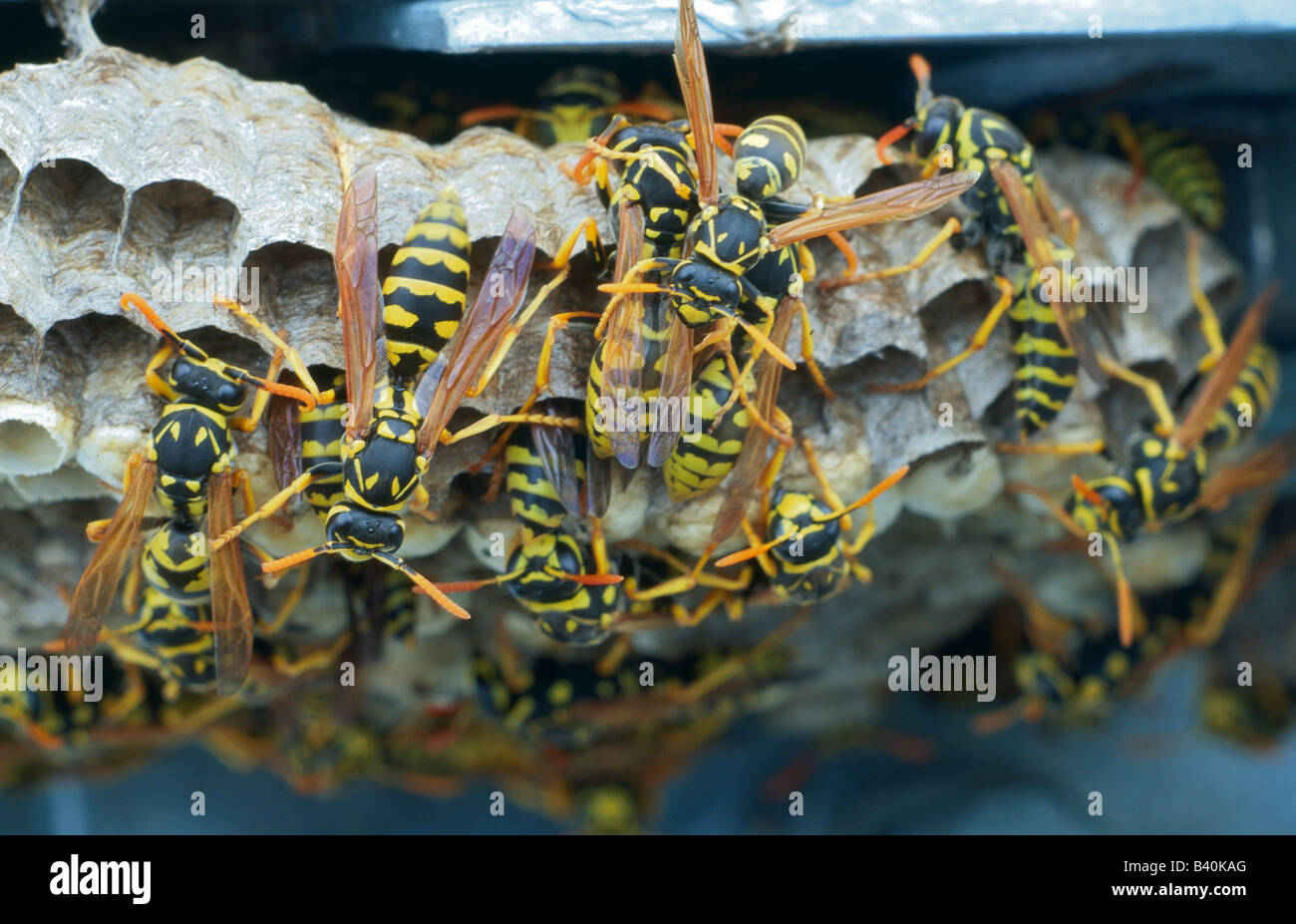 zoology / animals, insect, Polistinae, Paper wasp, wasps, nest ...