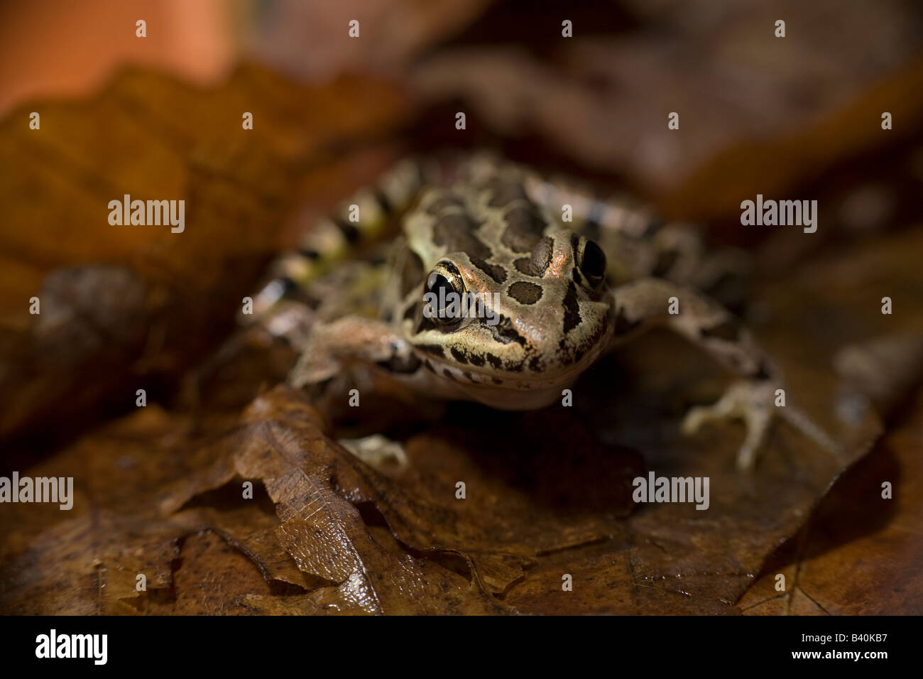 Frog camouflage amphibian hi-res stock photography and images - Alamy