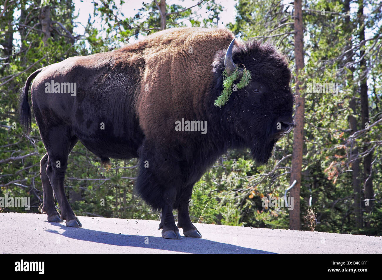 Bison on road in Yellowstone national park Stock Photo - Alamy