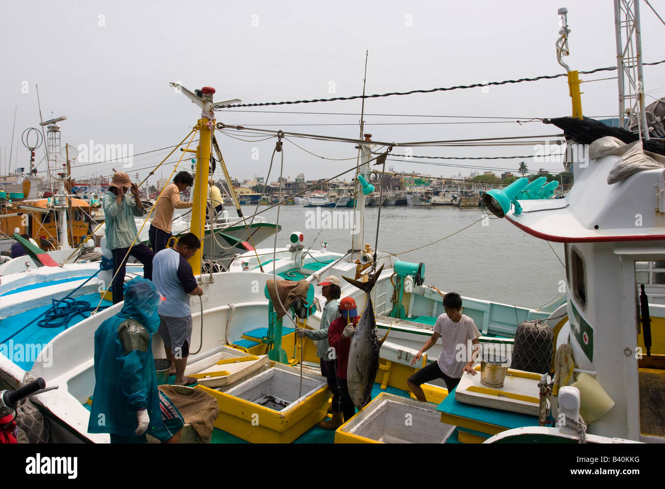 Unloading a catch of yellow finned tuna from fishing boats, Donggang ...