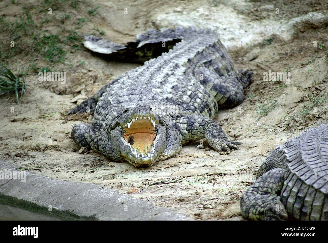 Reptiles Crocodiles